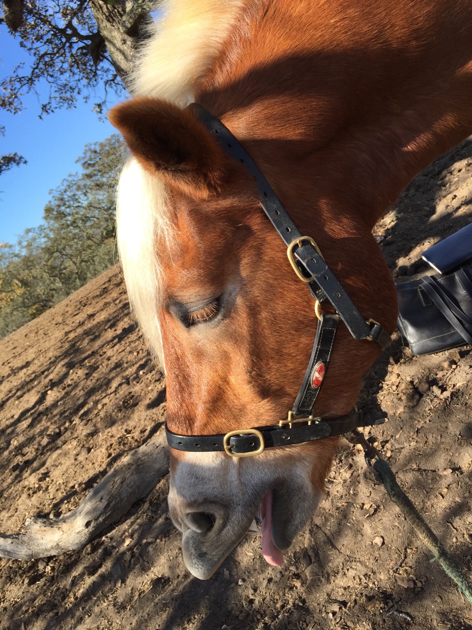 Gallery | Karen Hisata